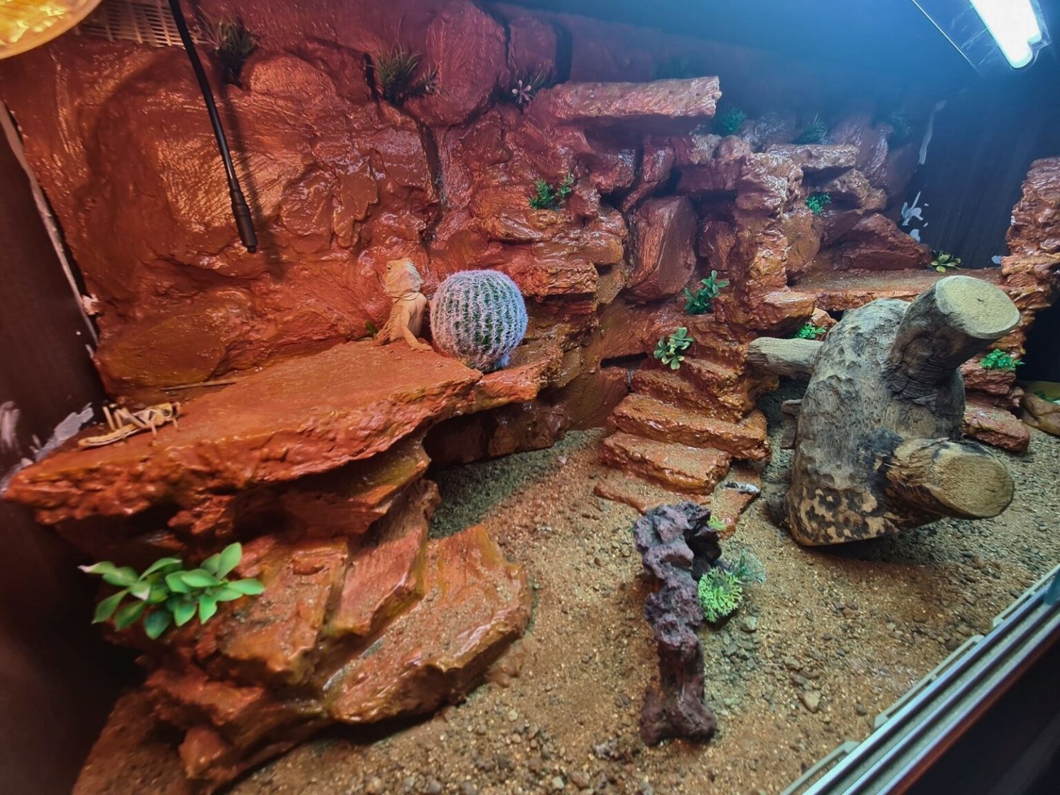 50 Best Bearded Dragon Enclosure Ideas - ThePetEnthusiast