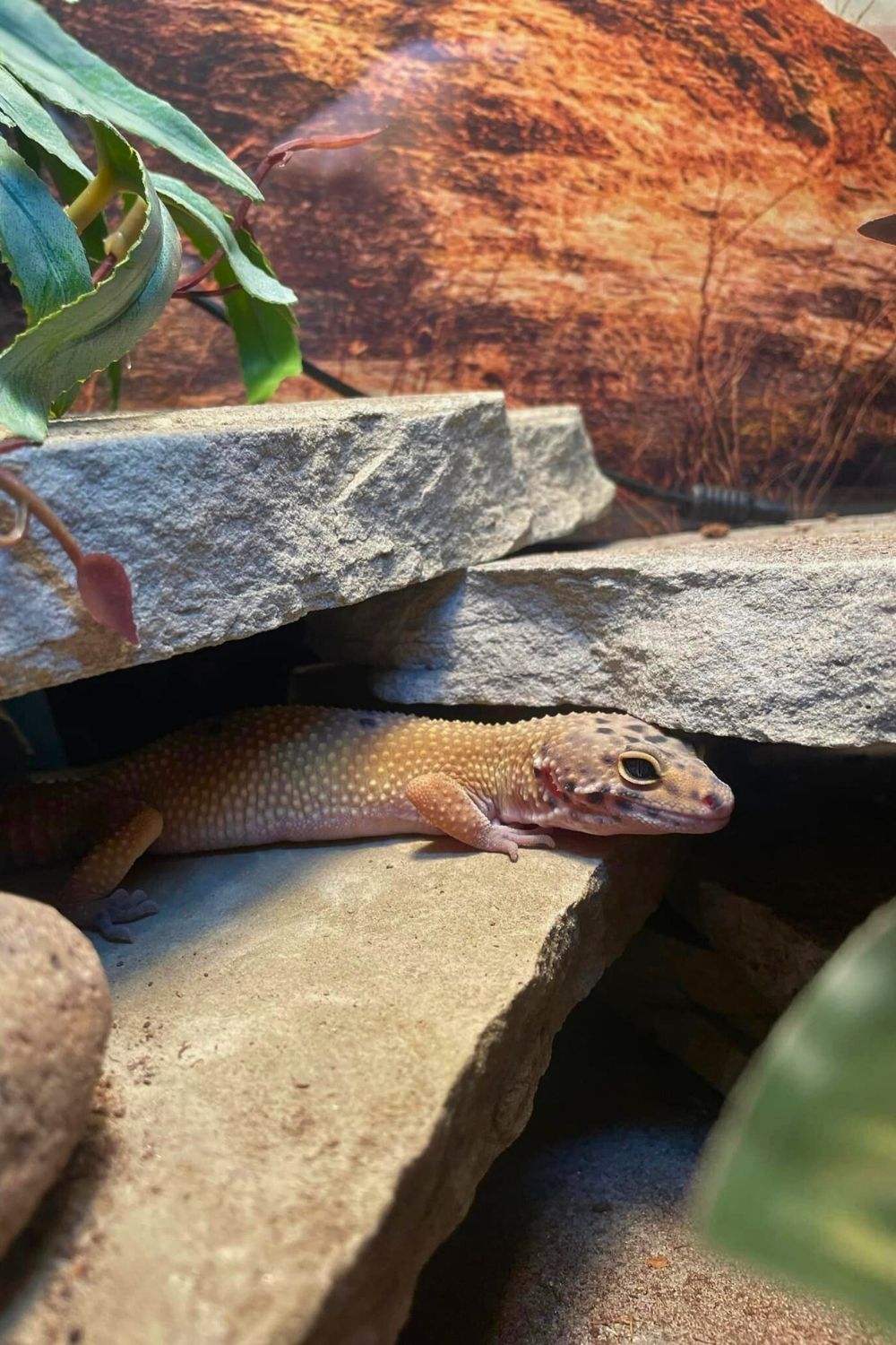 17 Best Hide Ideas For Leopard Geckos