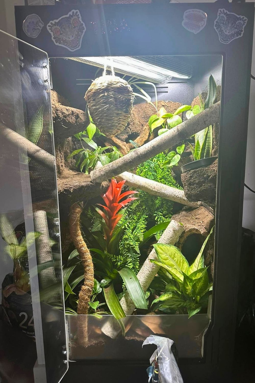 28 Crested Gecko Enclosure Ideas