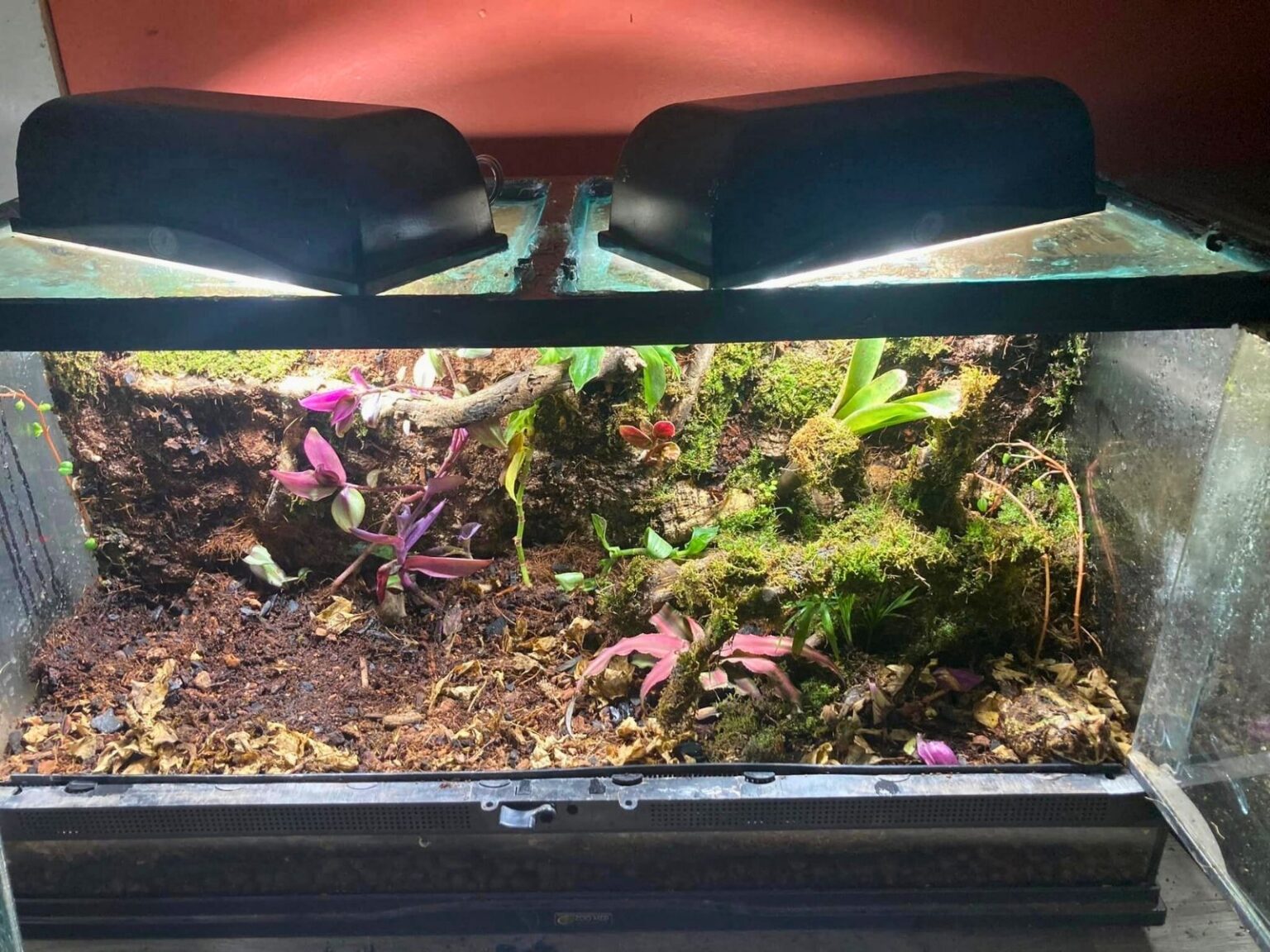 40 Creative Pacman Frog Tank Ideas