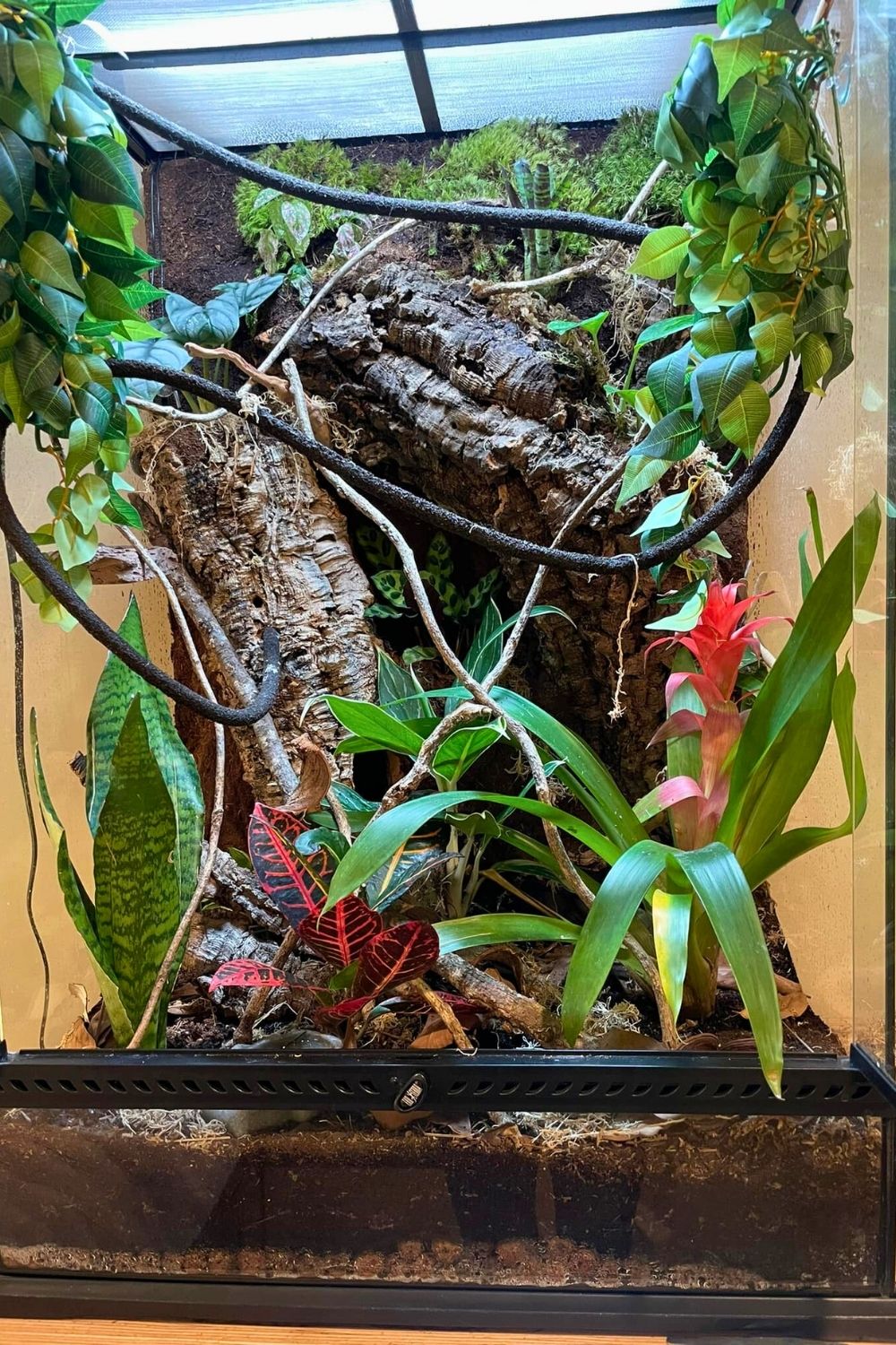 28 Crested Gecko Enclosure Ideas