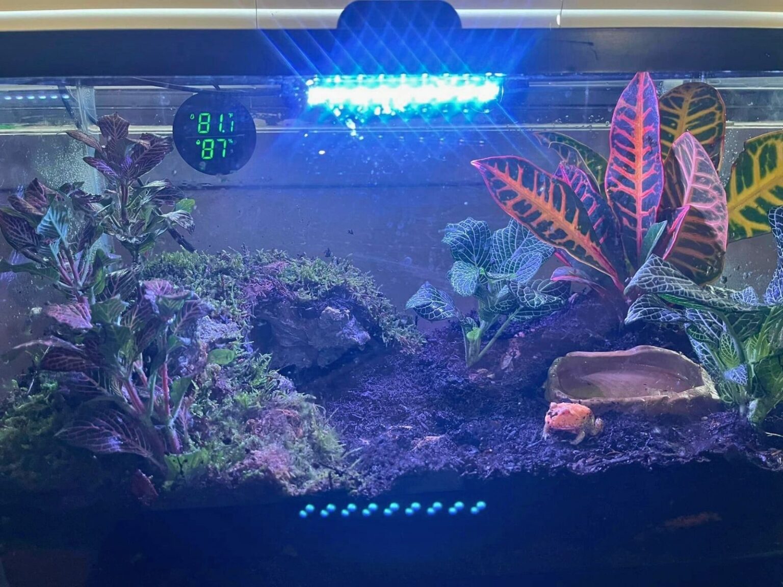 40 Creative Pacman Frog Tank Ideas