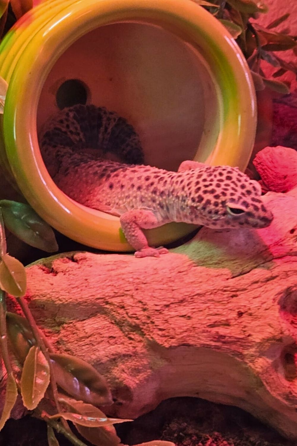 17 Best Hide Ideas For Leopard Geckos