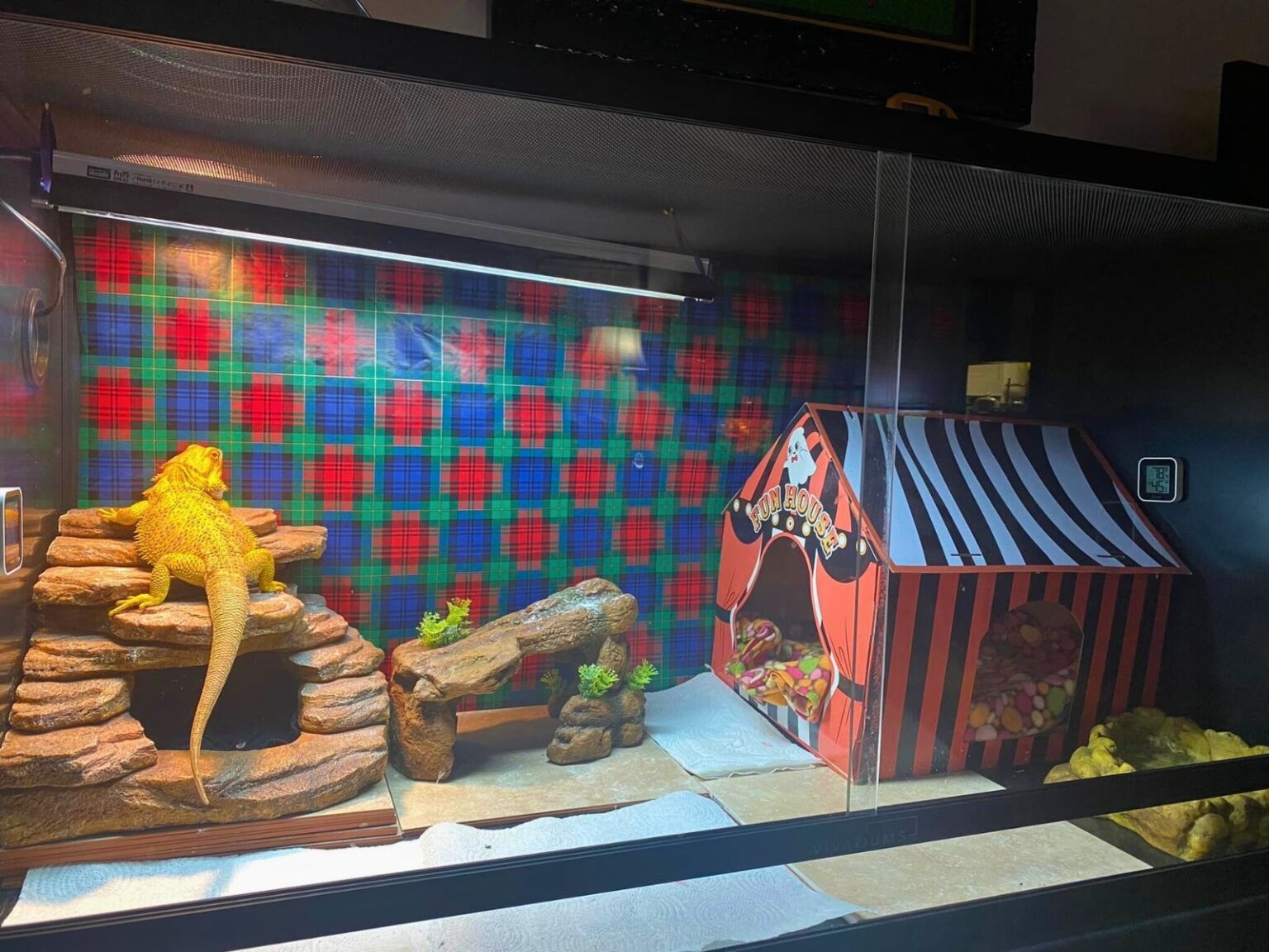 50 Best Bearded Dragon Enclosure Ideas - ThePetEnthusiast