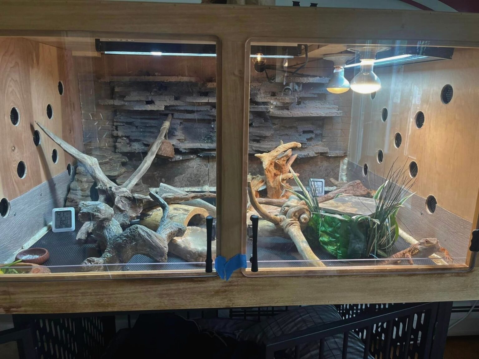 50 Best Bearded Dragon Enclosure Ideas - ThePetEnthusiast