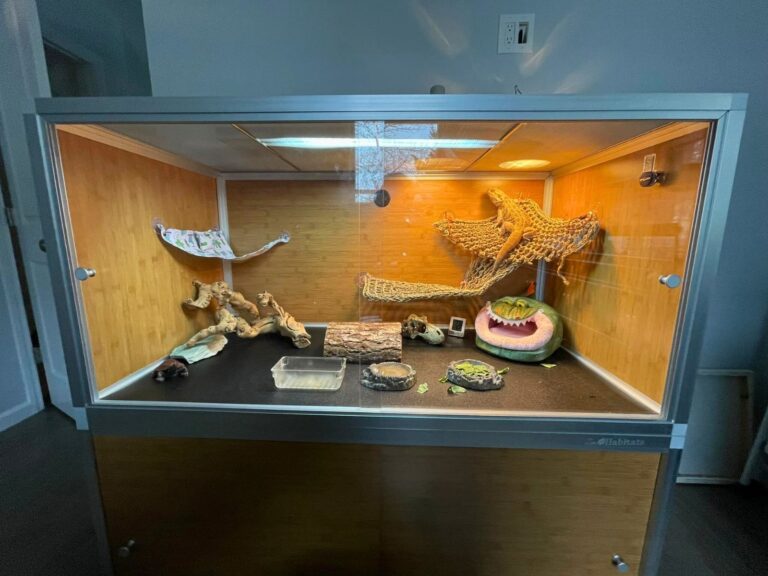 50 Best Bearded Dragon Enclosure Ideas - ThePetEnthusiast