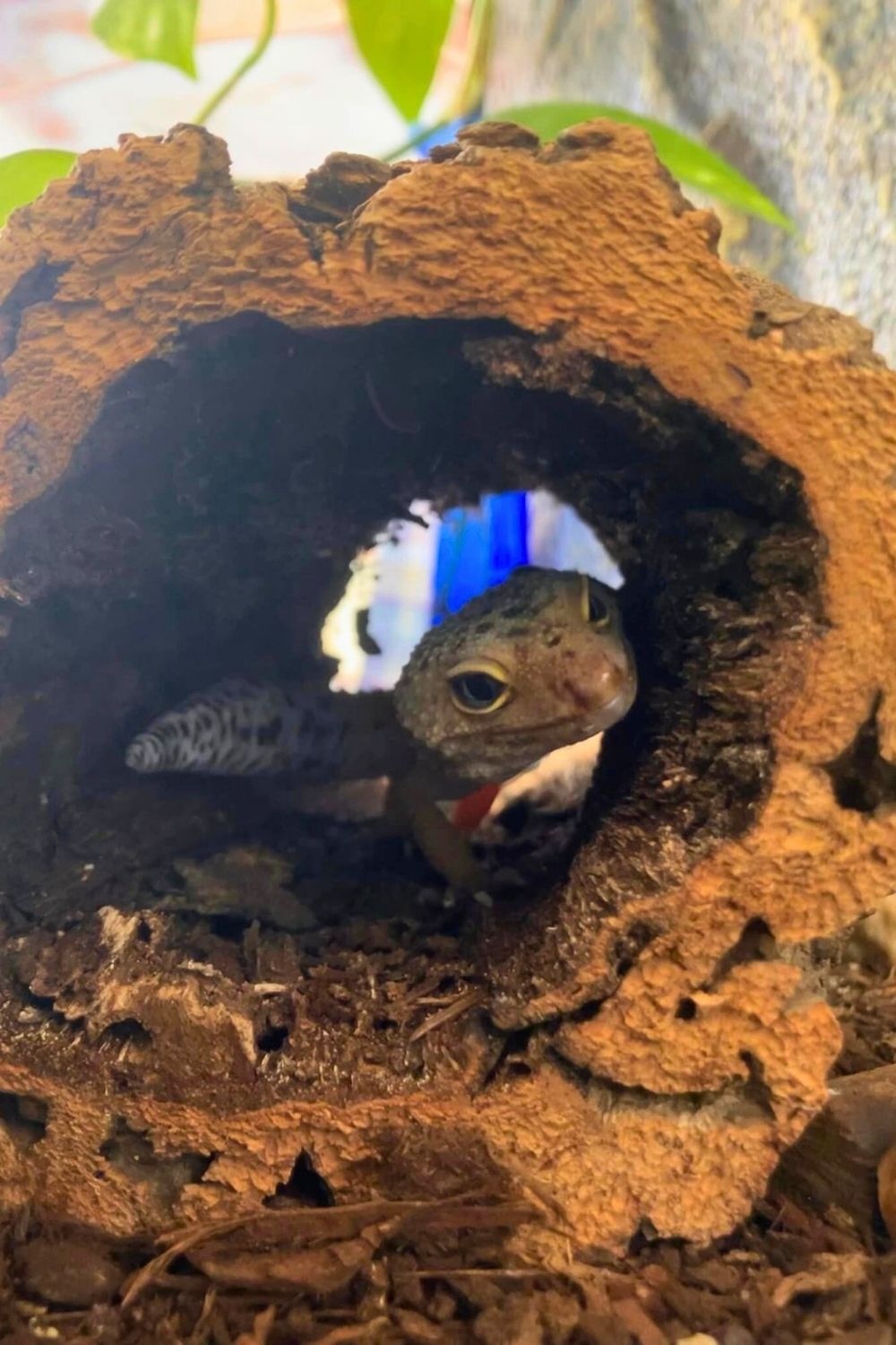 17 Best Hide Ideas For Leopard Geckos