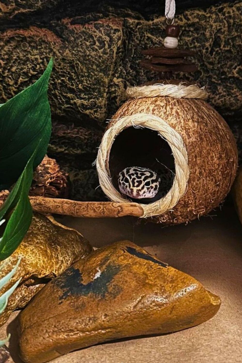 17 Best Hide Ideas For Leopard Geckos
