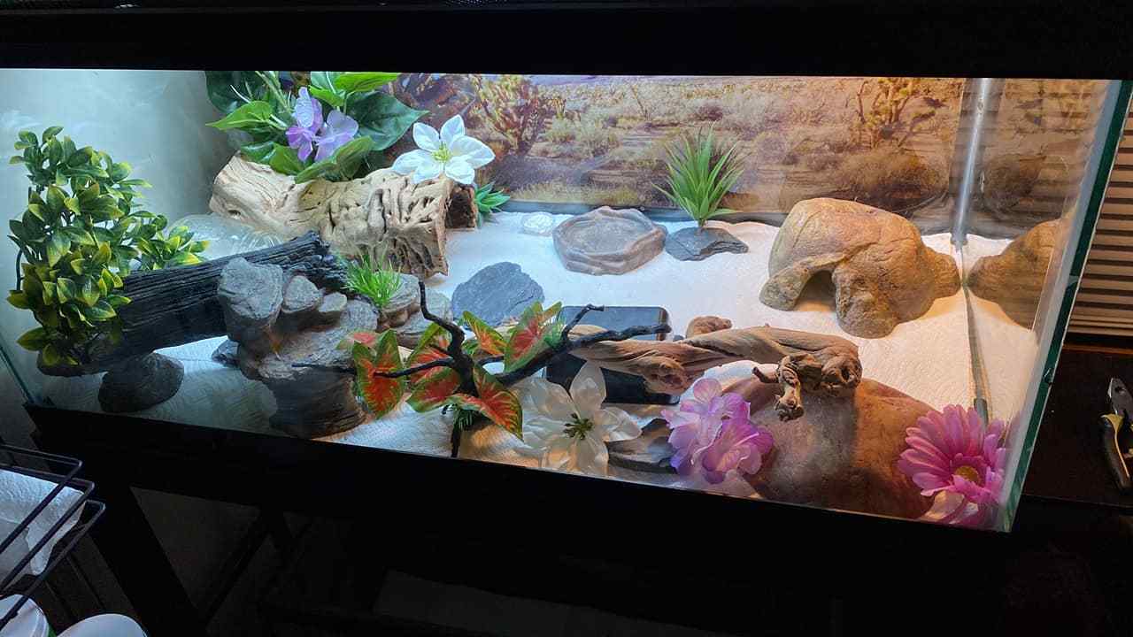 36 Leopard Gecko Enclosure Ideas