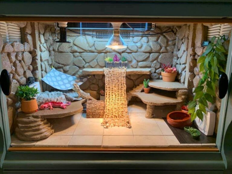 50 Best Bearded Dragon Enclosure Ideas - ThePetEnthusiast