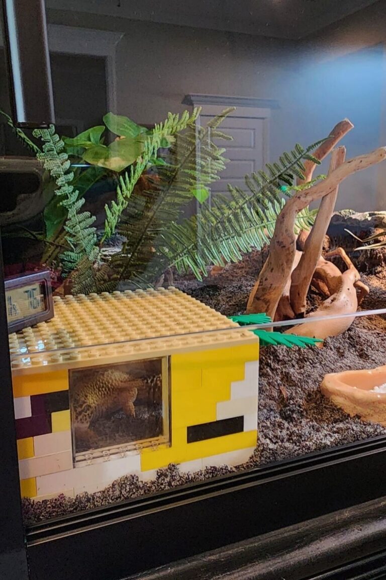 17 Best Hide Ideas For Leopard Geckos