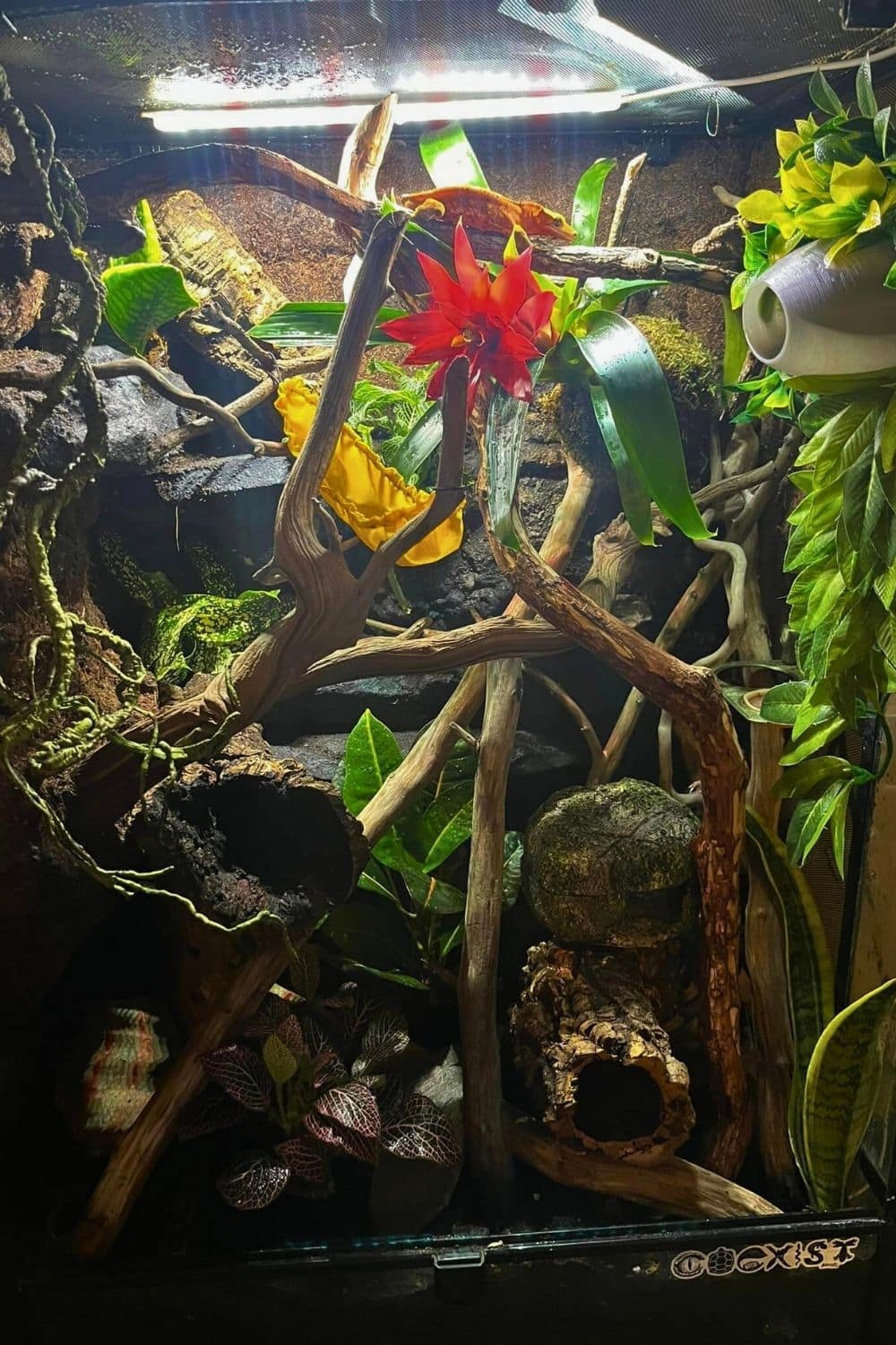 28 Crested Gecko Enclosure Ideas
