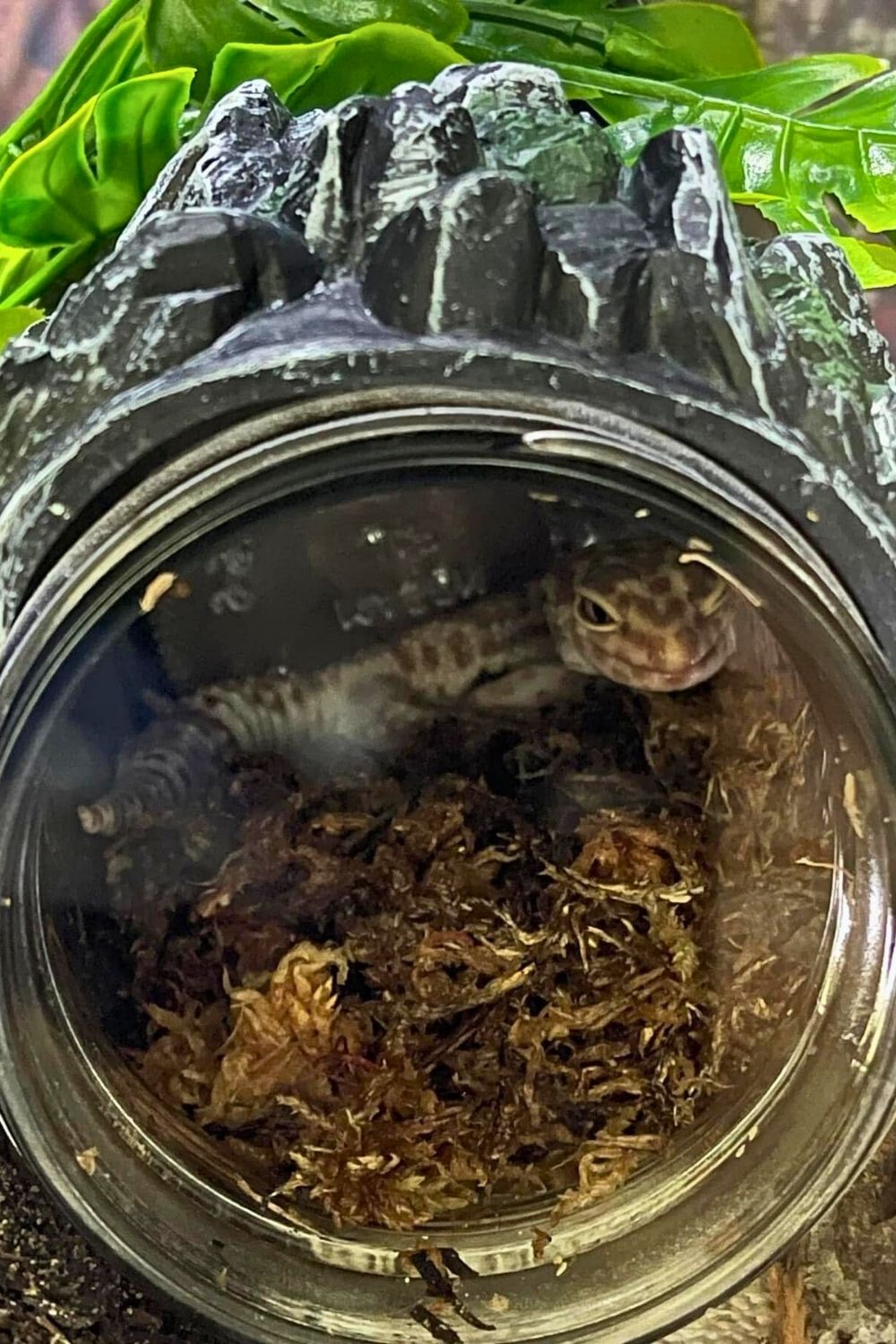 17 Best Hide Ideas For Leopard Geckos