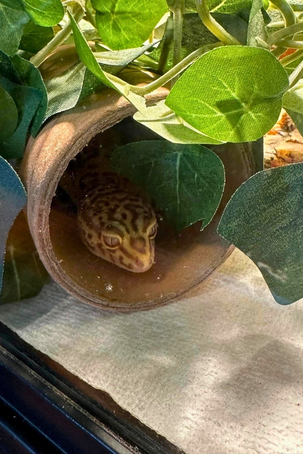 17 Best Hide Ideas For Leopard Geckos