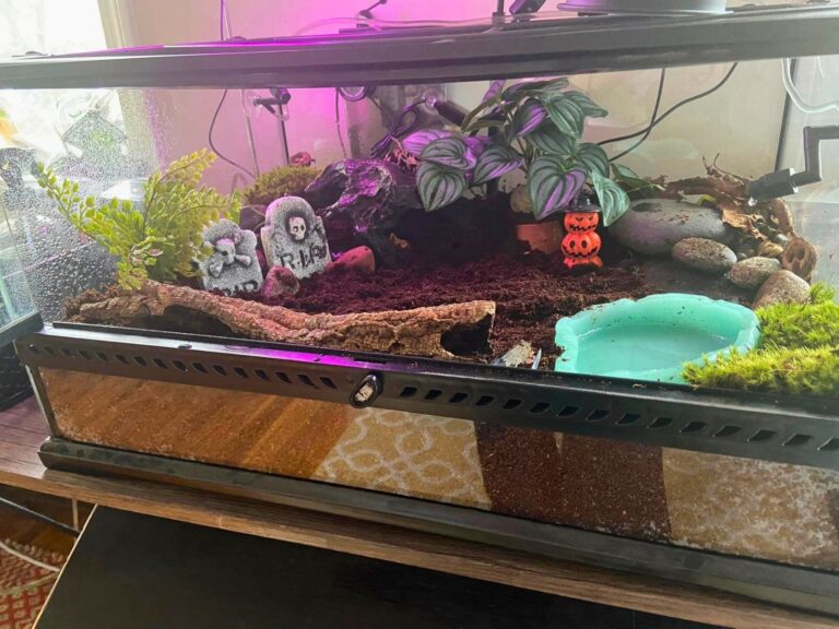 40 Creative Pacman Frog Tank Ideas