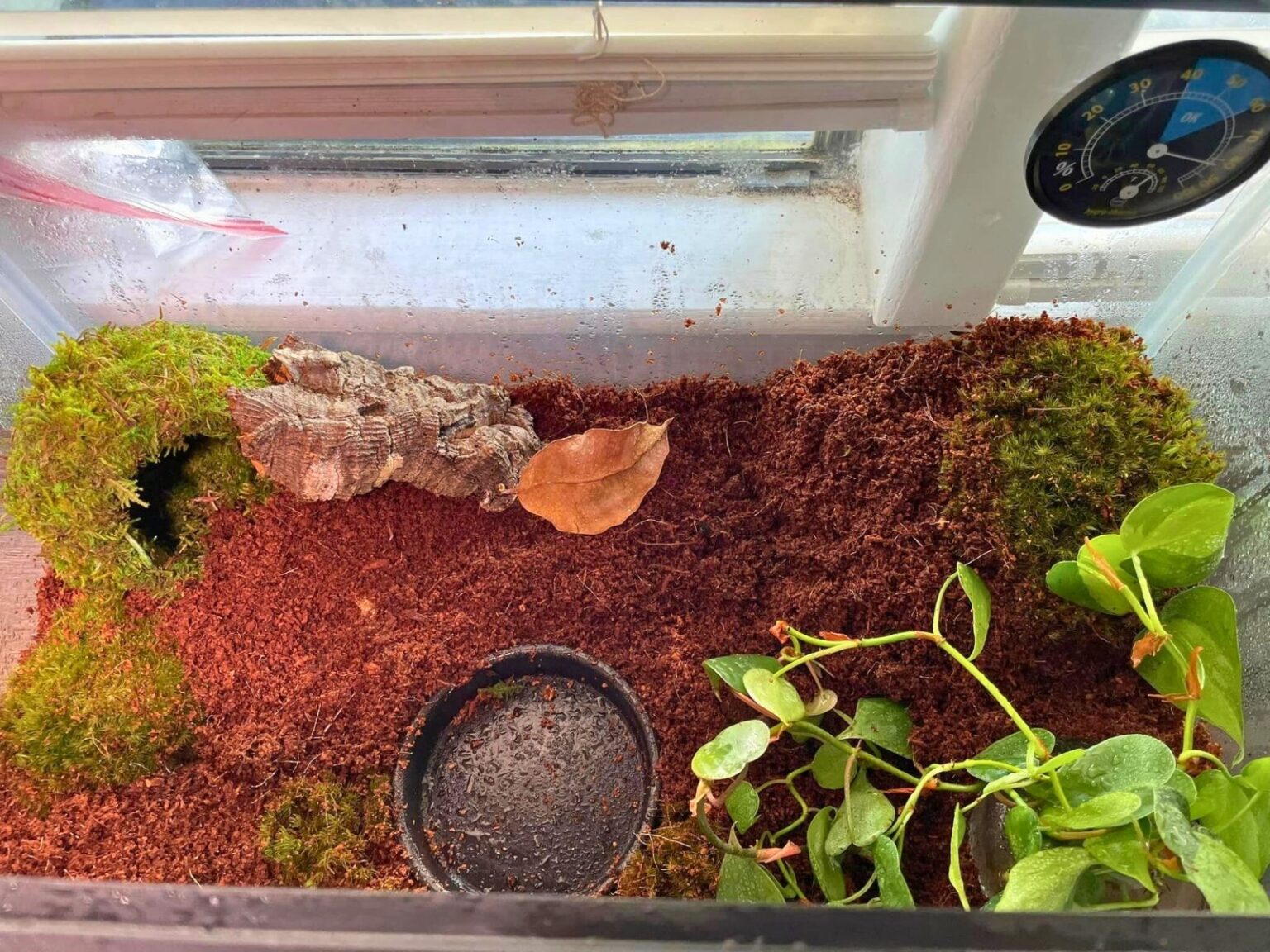 40 Creative Pacman Frog Tank Ideas