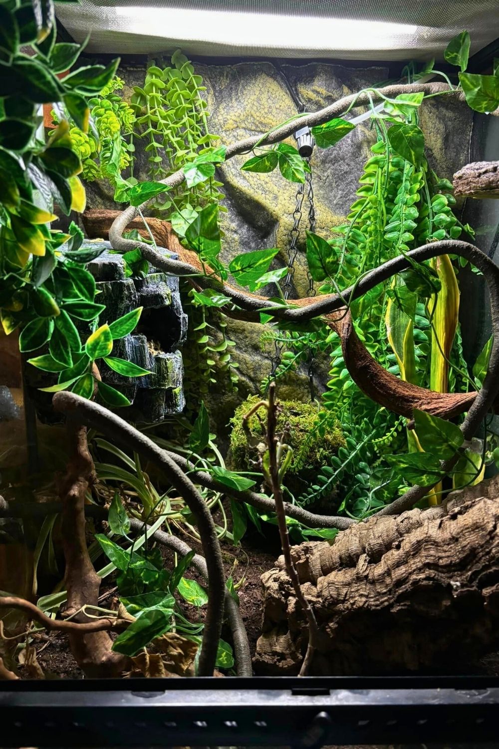 28 Crested Gecko Enclosure Ideas