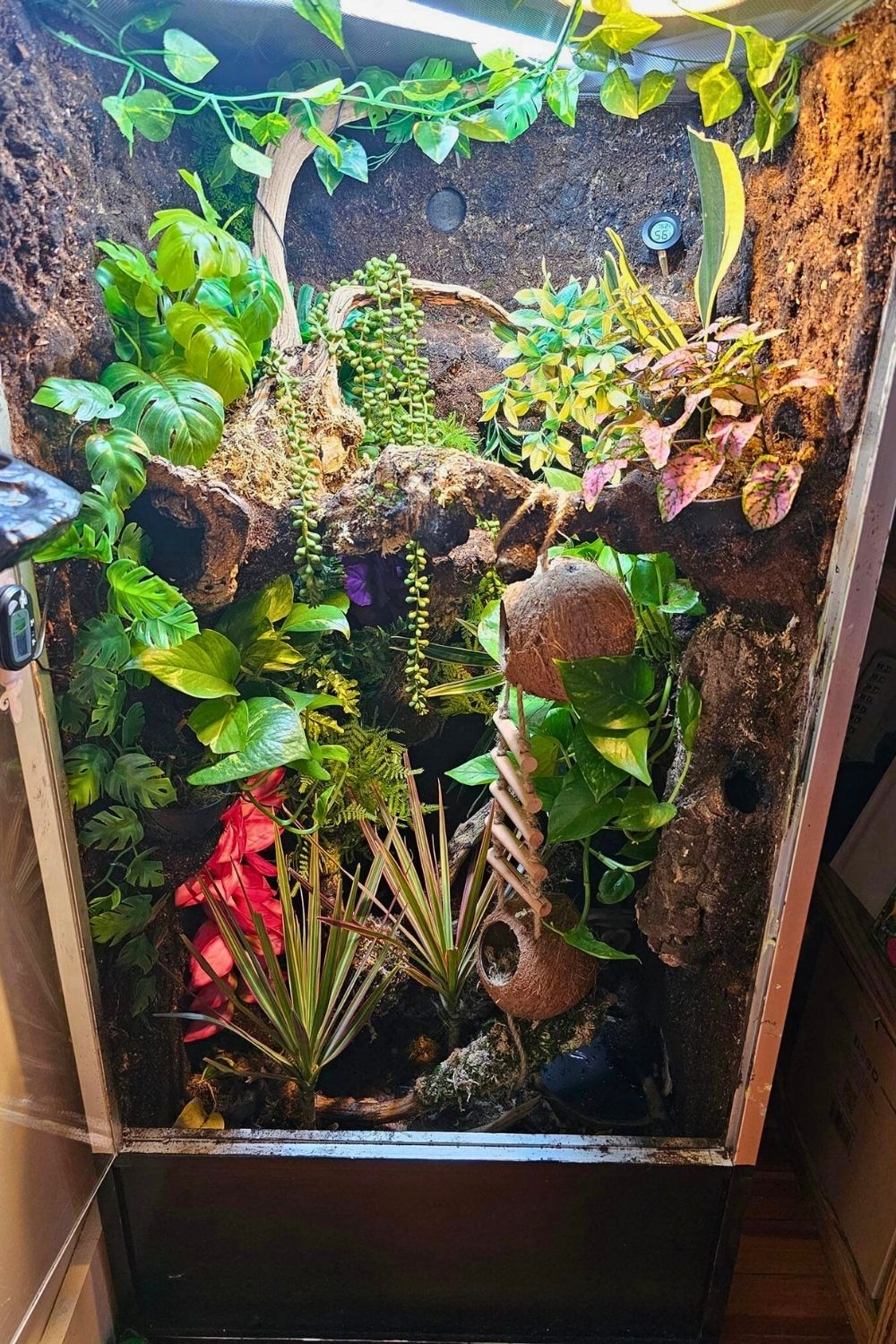 28 Crested Gecko Enclosure Ideas