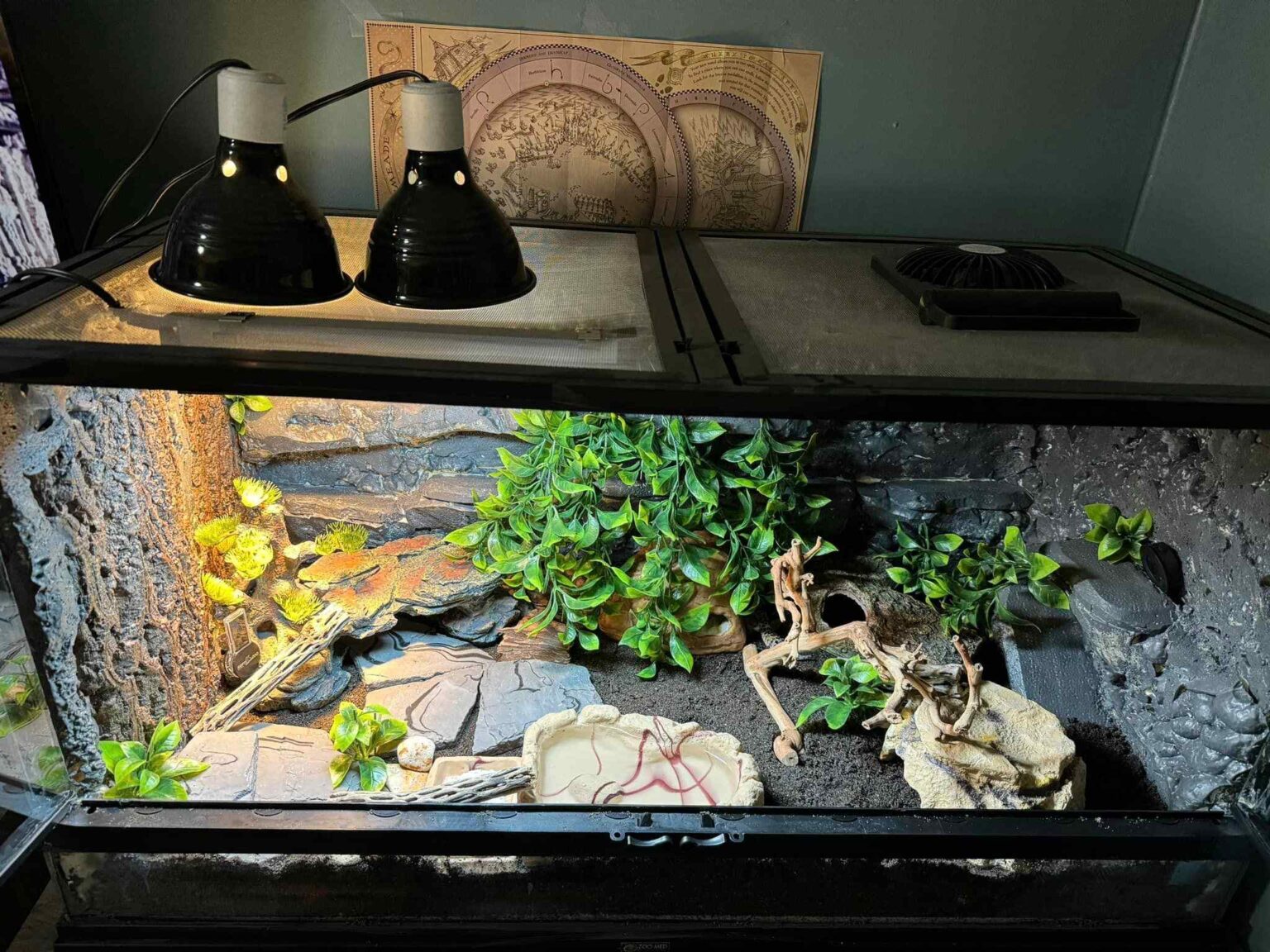 36 Leopard Gecko Enclosure Ideas
