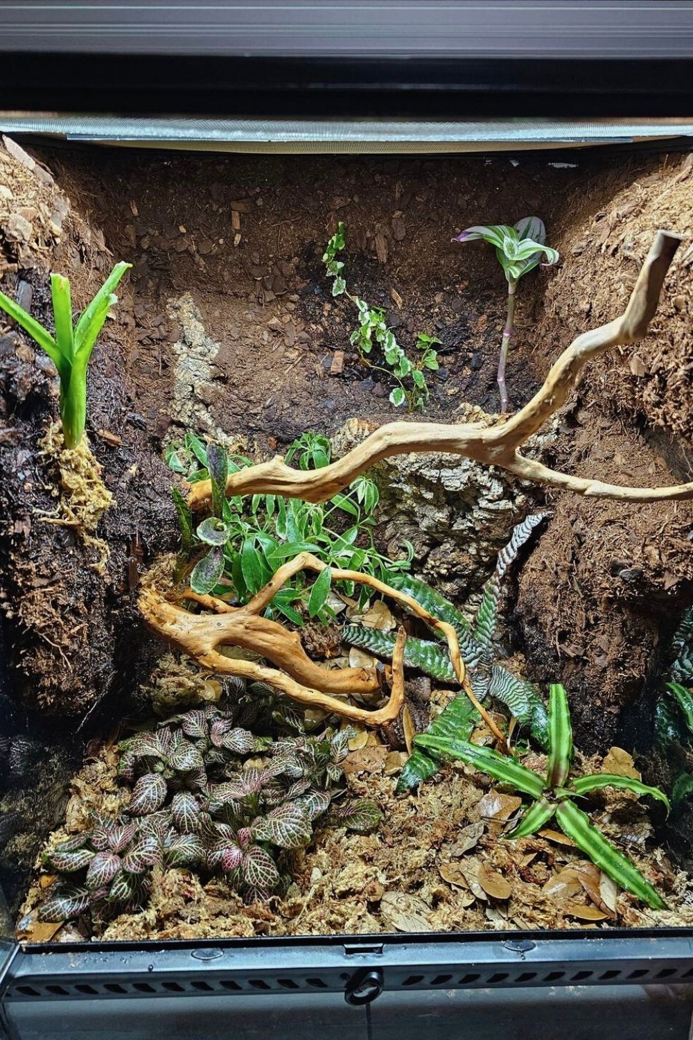 28 Crested Gecko Enclosure Ideas