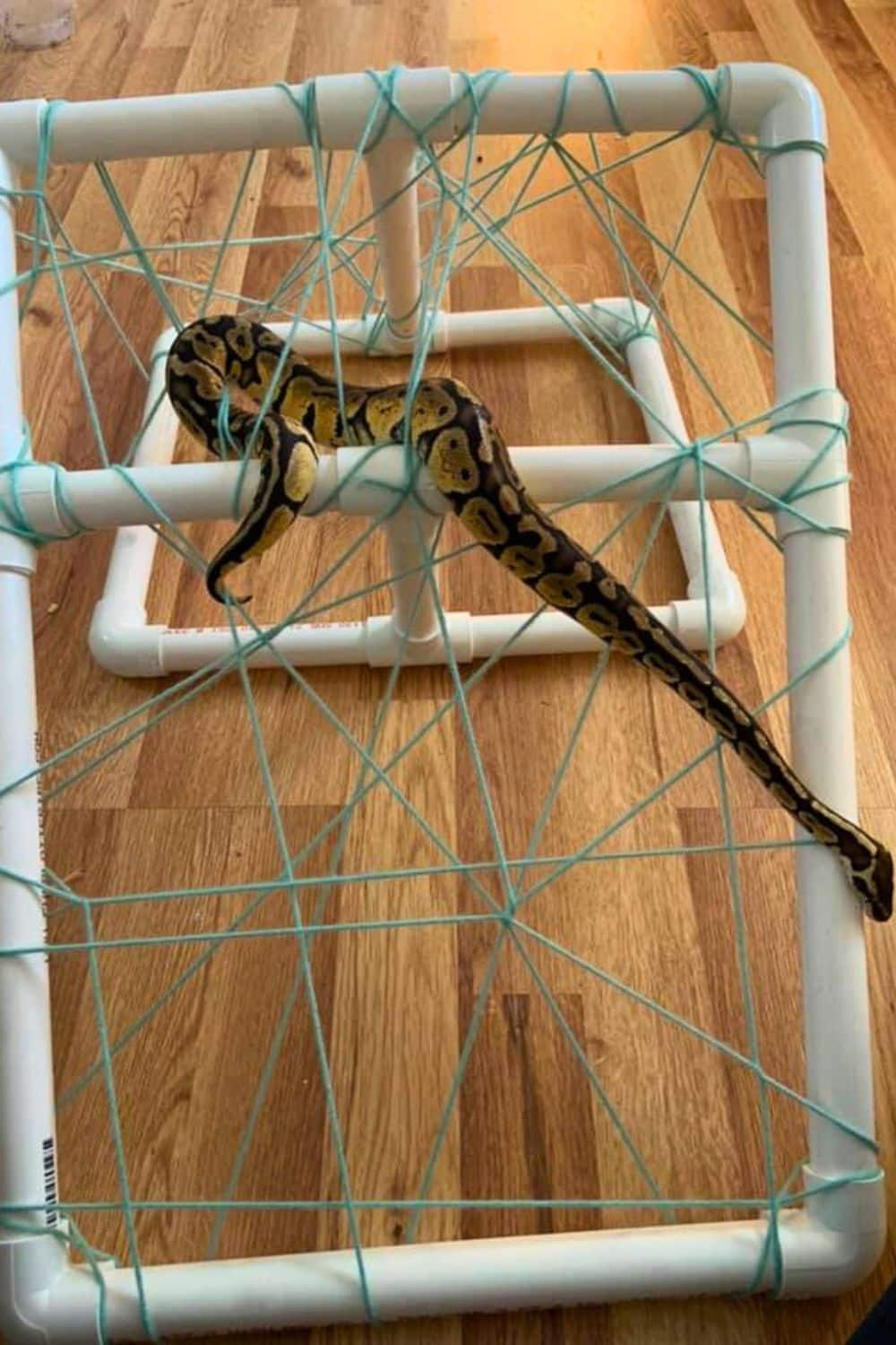 25 Snake Toys and Enrichment Ideas