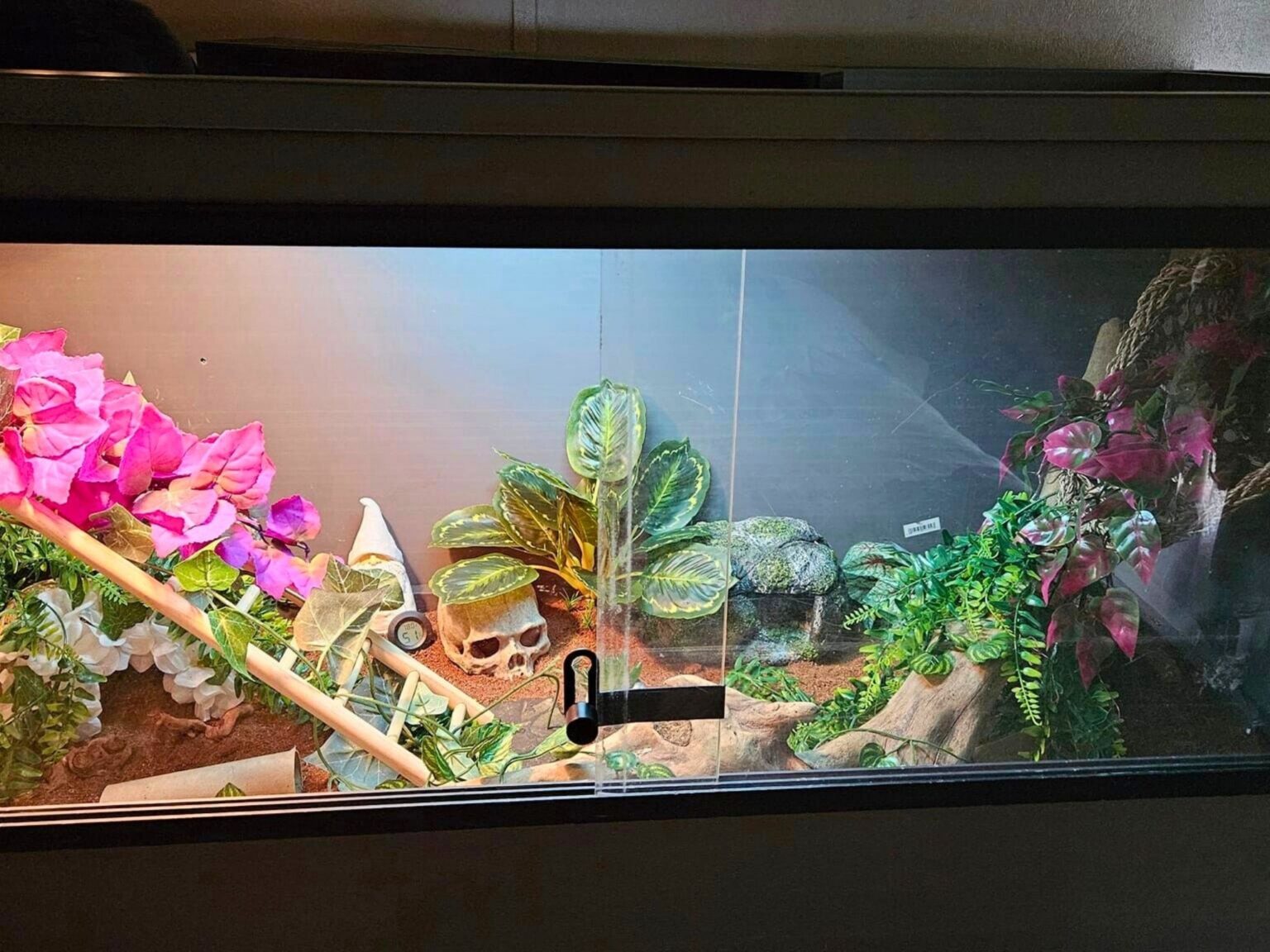 30 Striking Corn Snake Enclosure Ideas