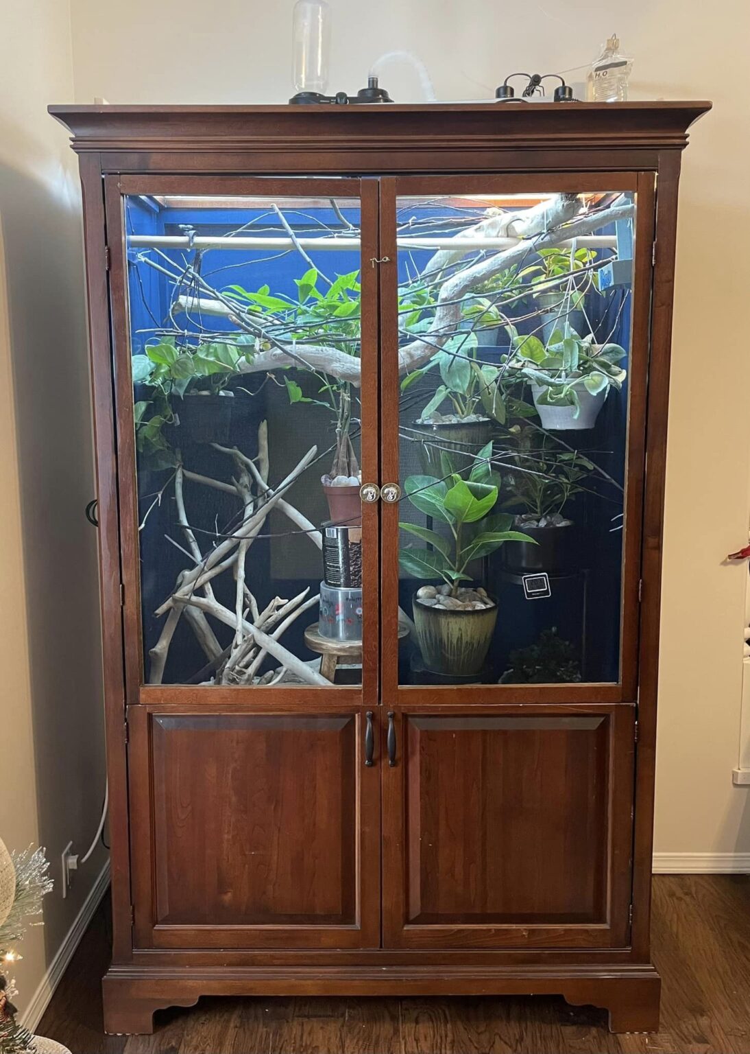 22 Creative Chameleon Cage Ideas (With Pictures)