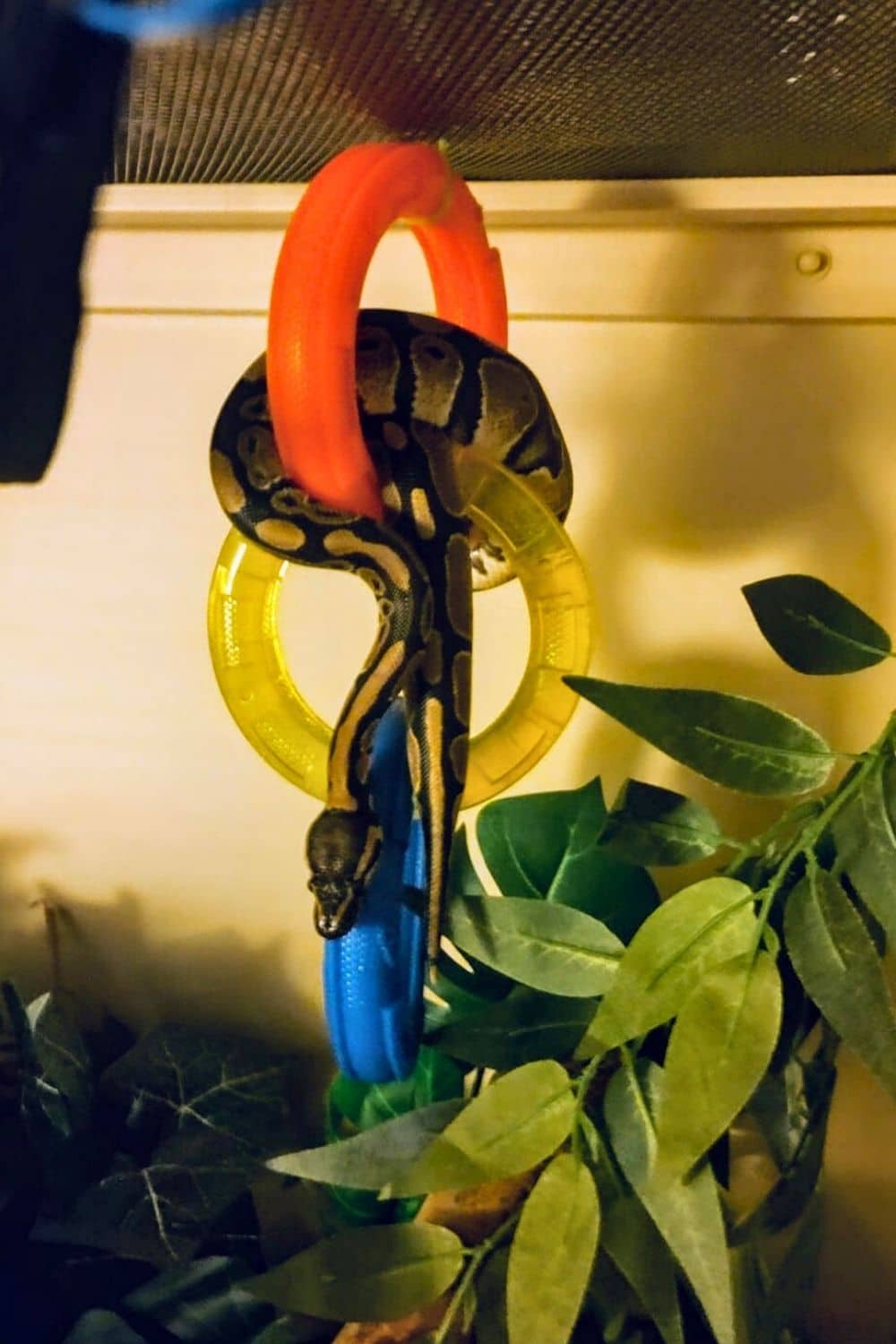 25 Snake Toys and Enrichment Ideas