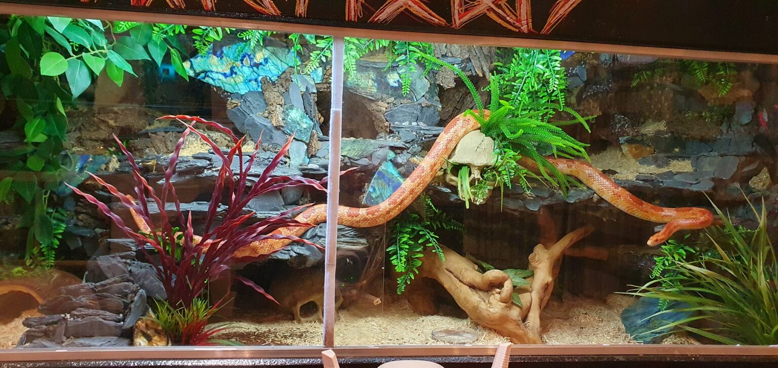 30 Striking Corn Snake Enclosure Ideas
