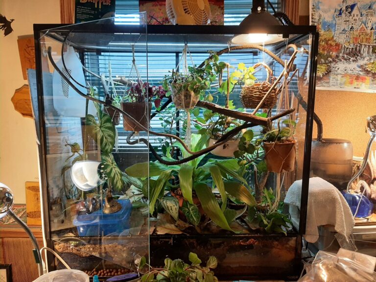 22 Creative Chameleon Cage Ideas (With Pictures)