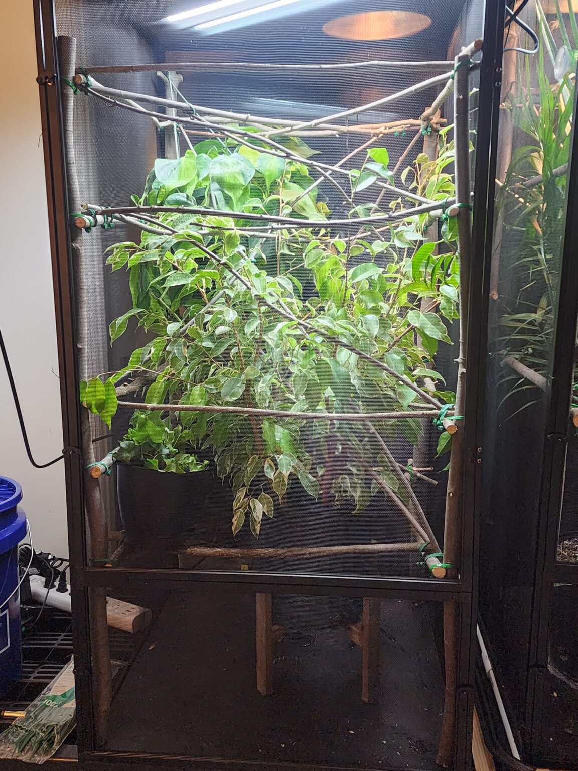 22 Creative Chameleon Cage Ideas (With Pictures)