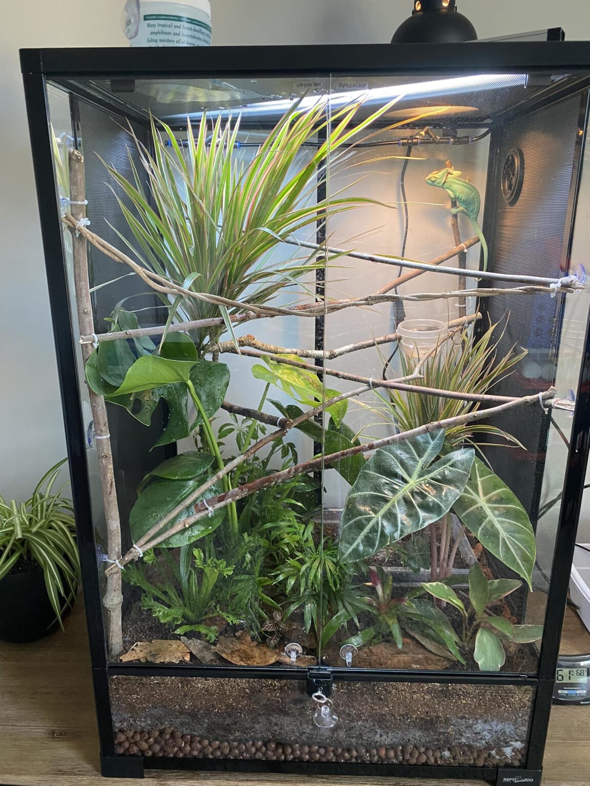 22 Creative Chameleon Cage Ideas (With Pictures)