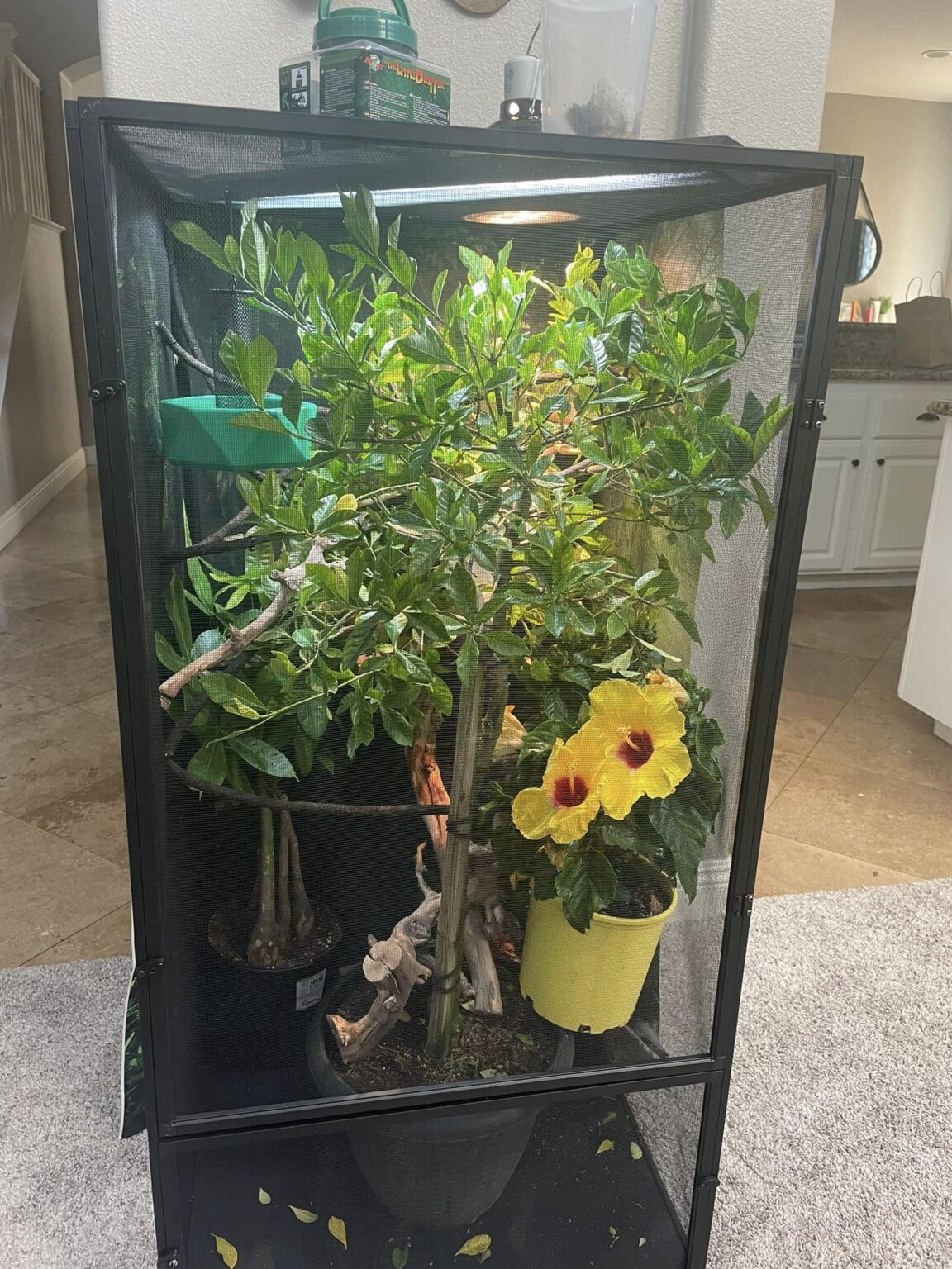 22 Creative Chameleon Cage Ideas (With Pictures)