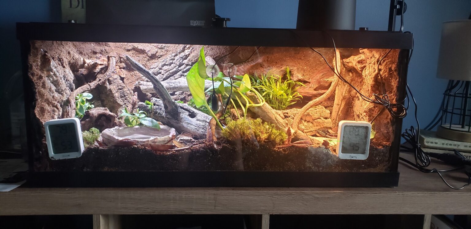 30 Striking Corn Snake Enclosure Ideas