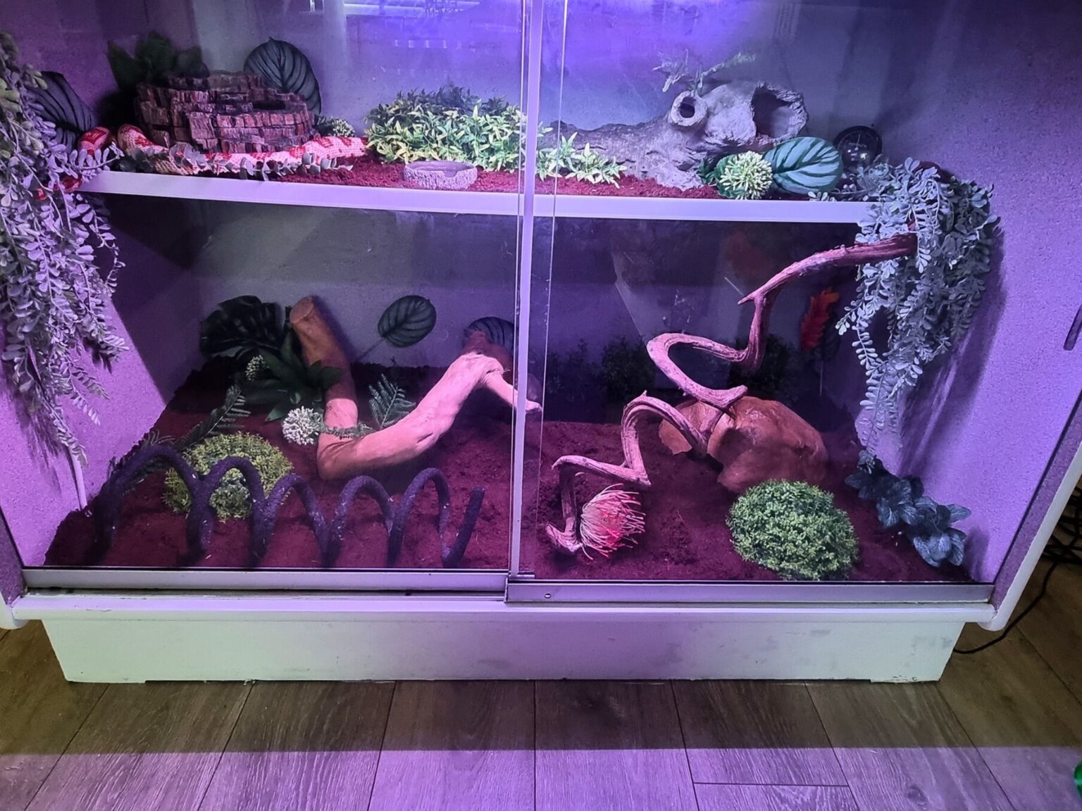 30 Striking Corn Snake Enclosure Ideas