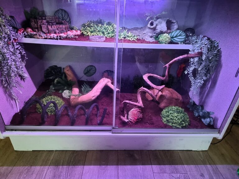 30 Striking Corn Snake Enclosure Ideas
