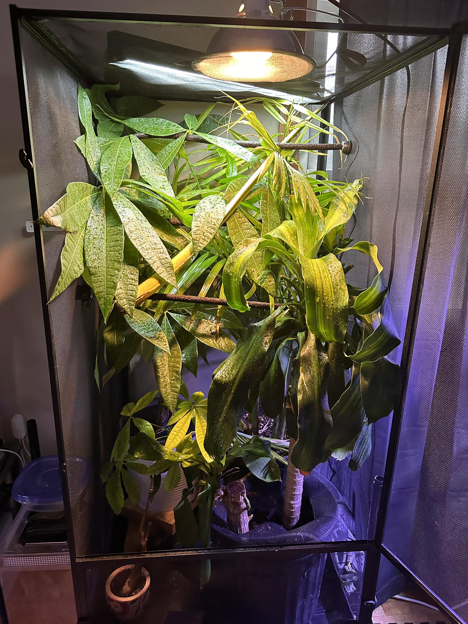 22 Creative Chameleon Cage Ideas (With Pictures)