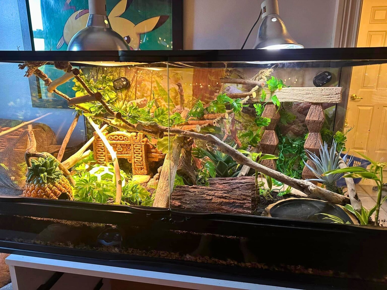 30 Striking Corn Snake Enclosure Ideas