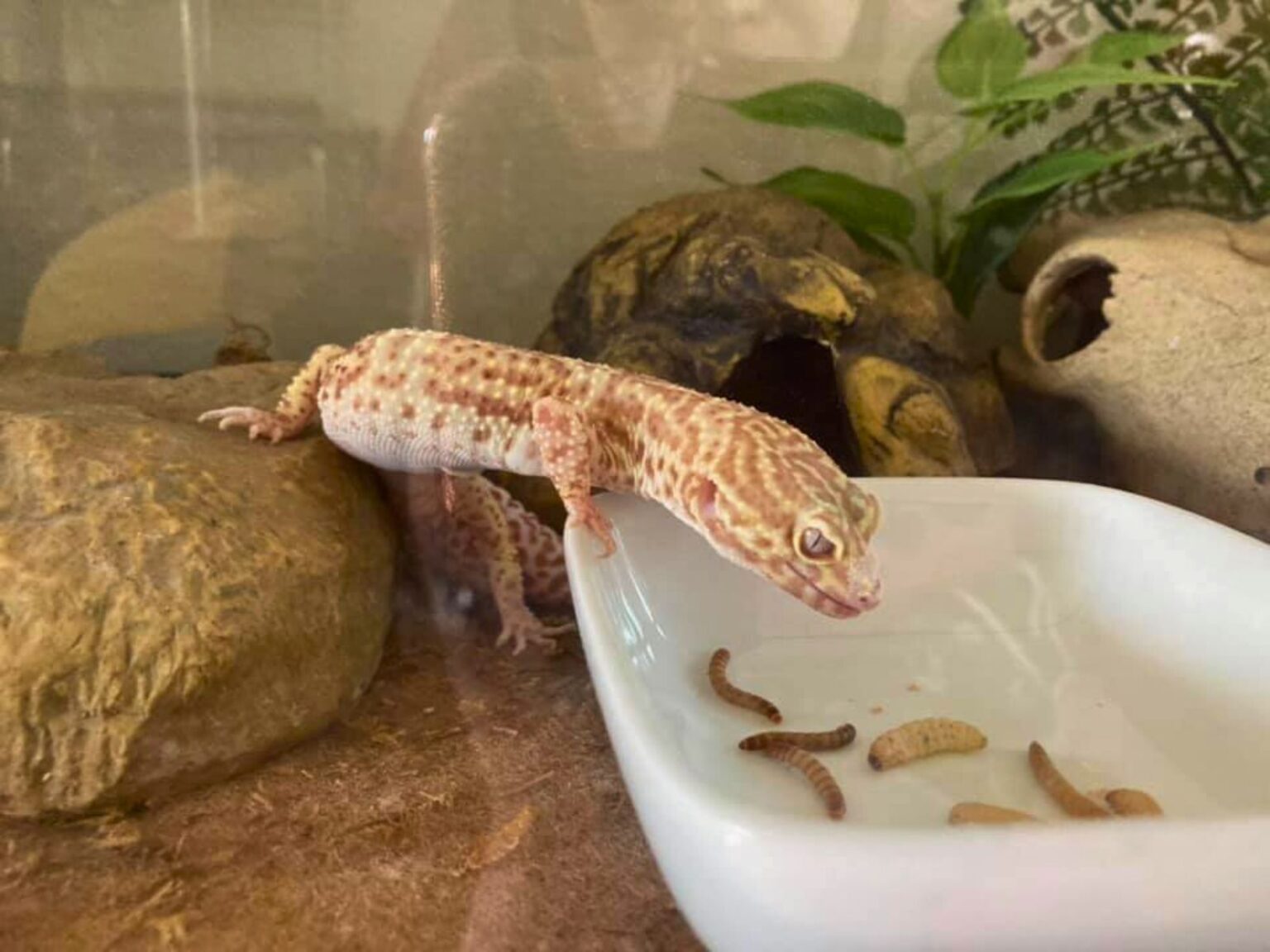 17 Enrichment Ideas For Your Leopard Gecko