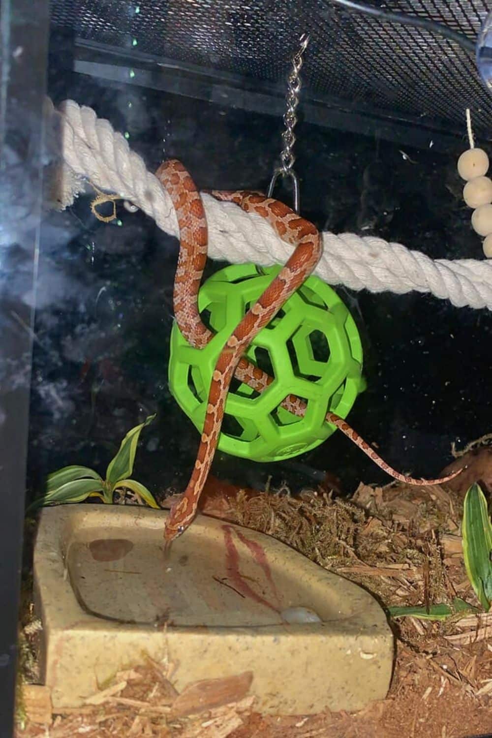25 Snake Toys and Enrichment Ideas