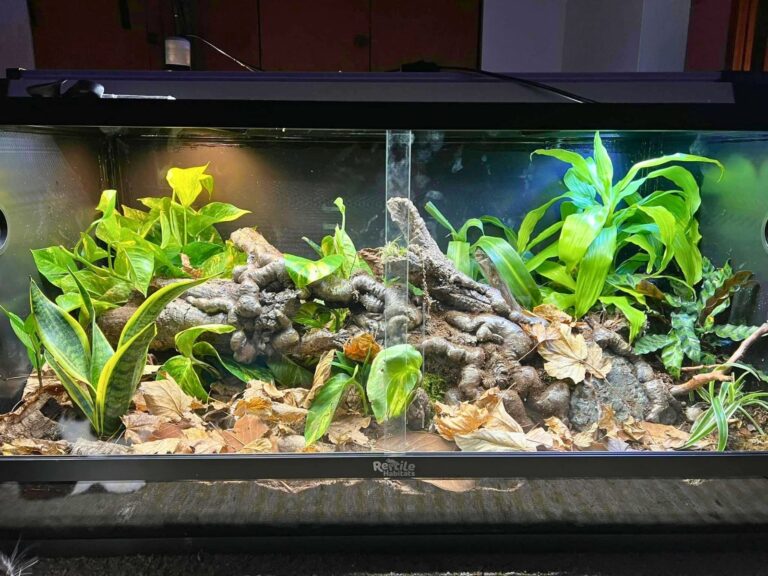 36 Ball Python Enclosure Ideas for Any Budget