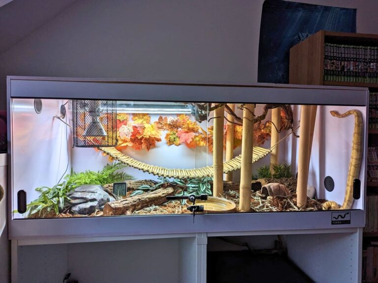 36 Ball Python Enclosure Ideas for Any Budget