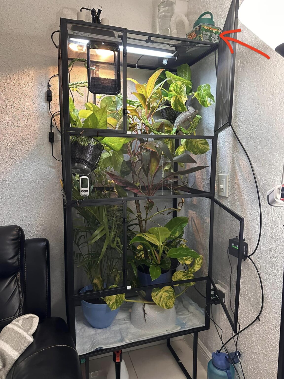 22 Creative Chameleon Cage Ideas (With Pictures)