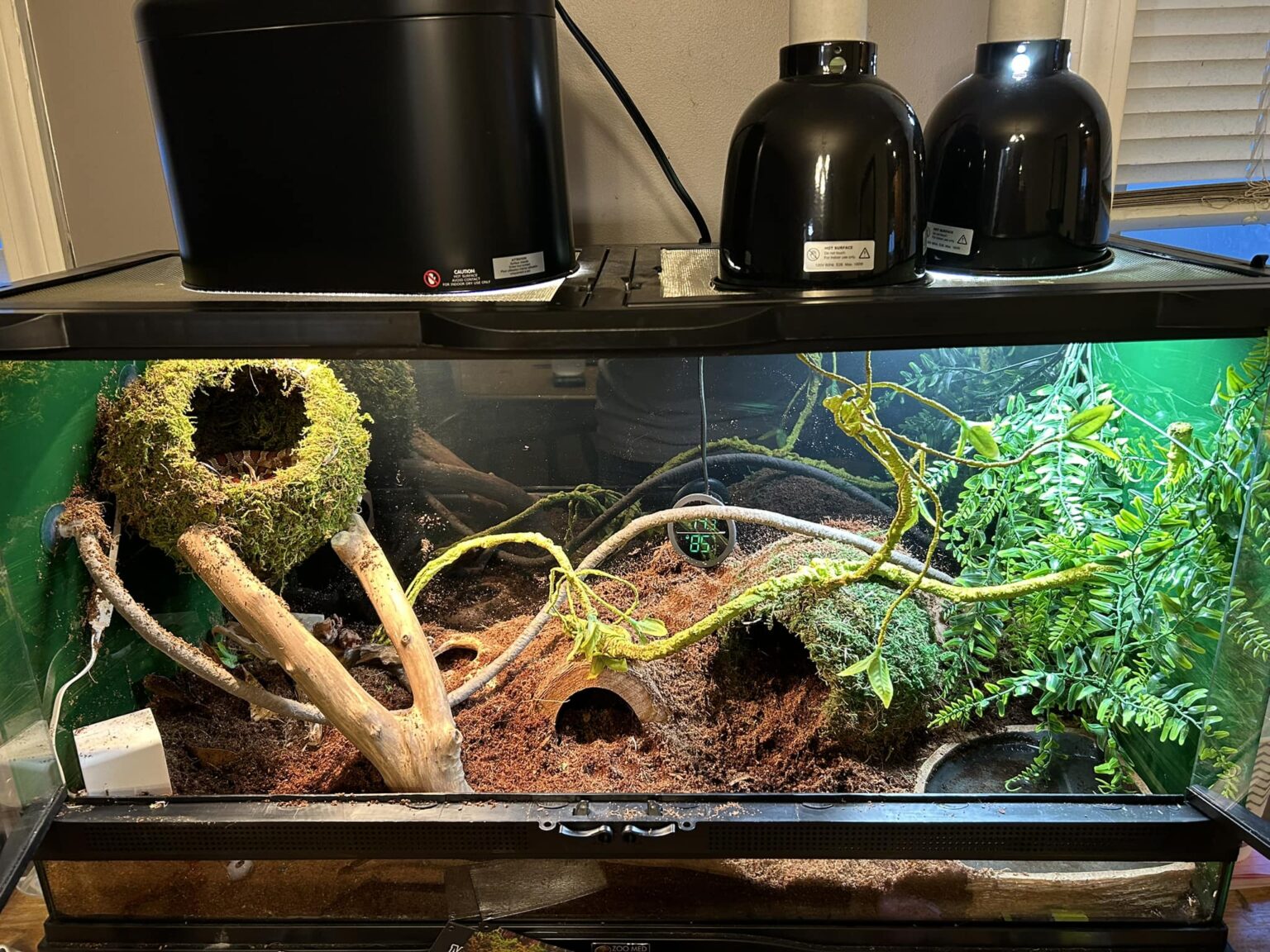 30 Striking Corn Snake Enclosure Ideas