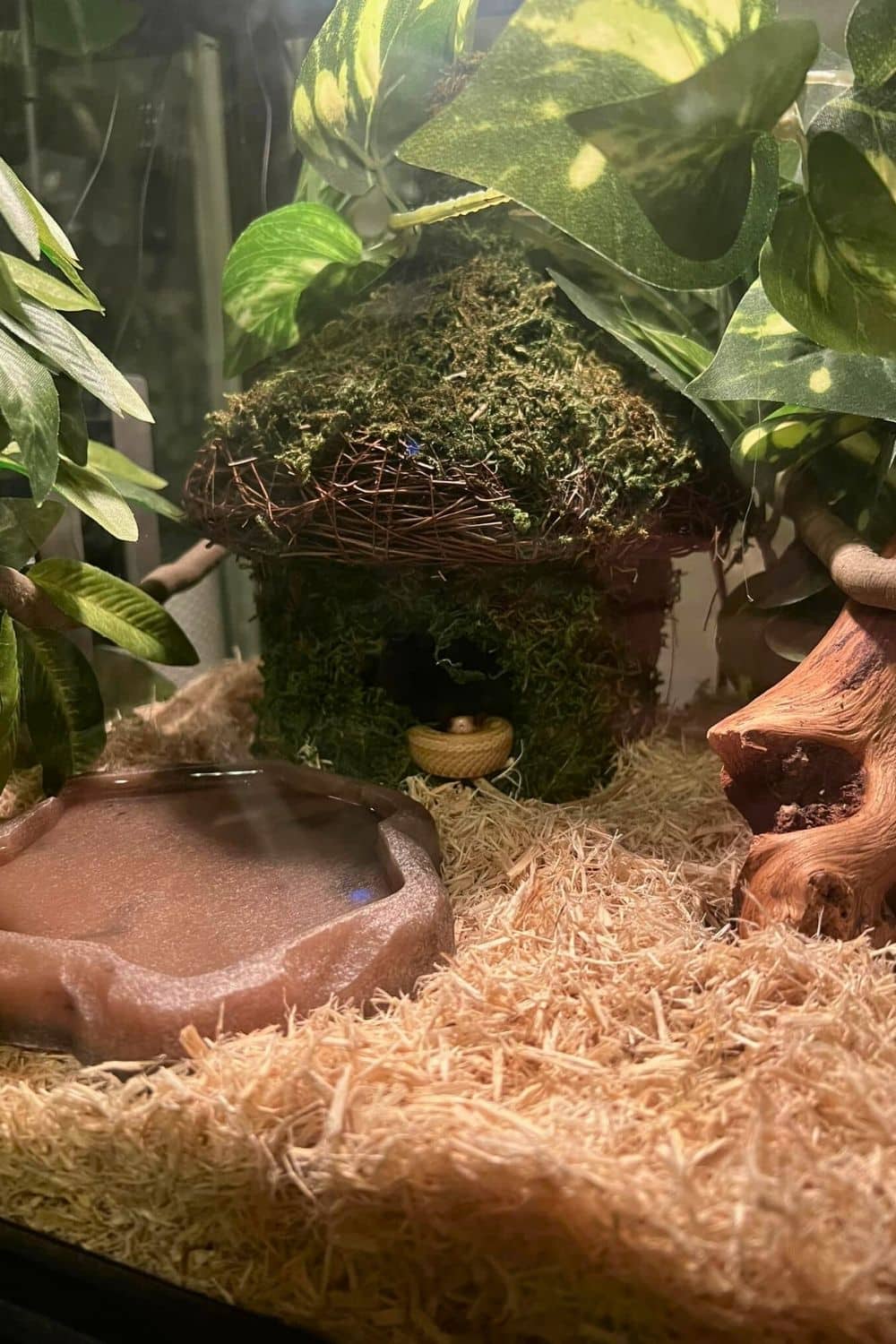 25 Snake Toys and Enrichment Ideas