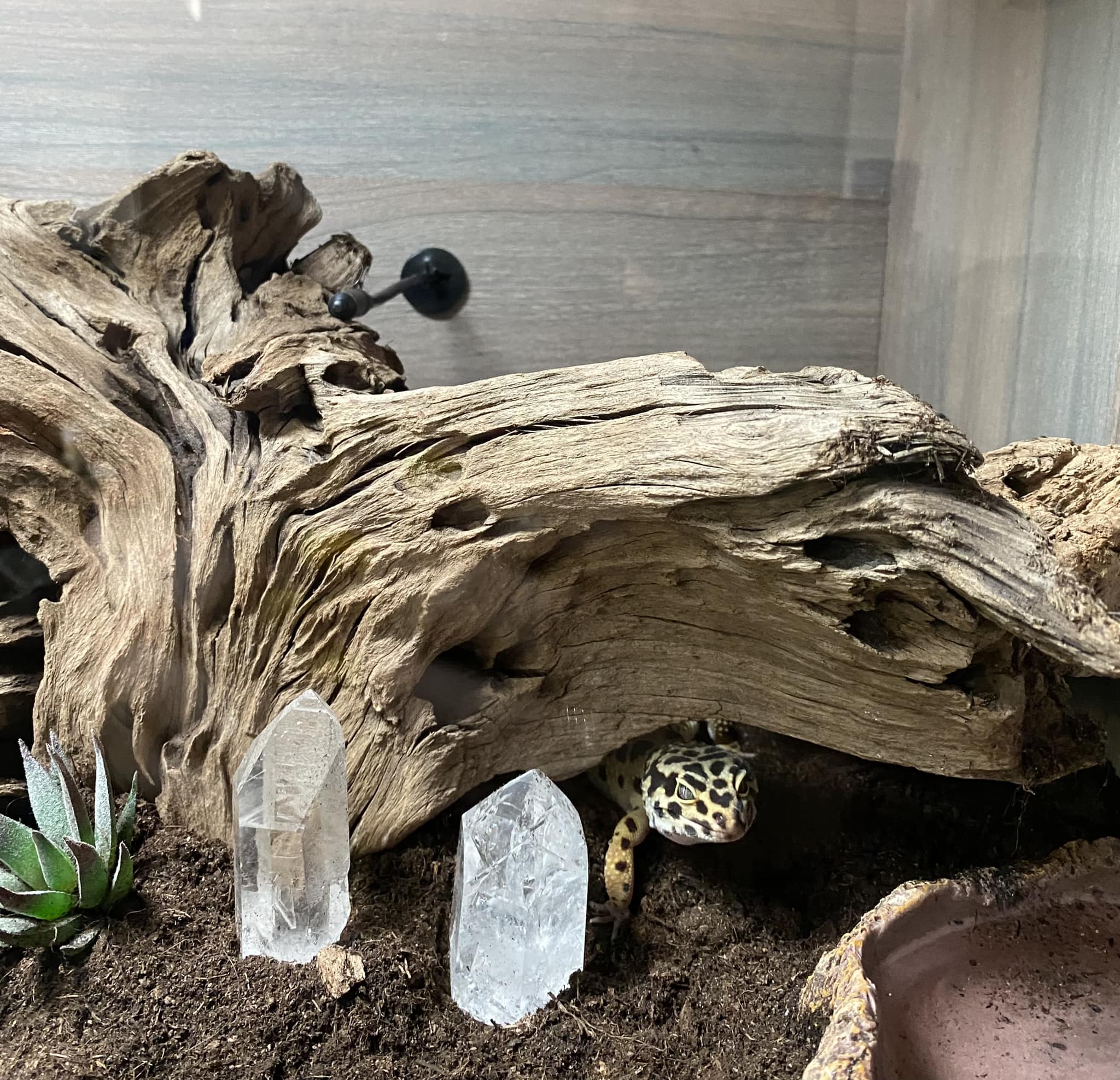 17 Enrichment Ideas For Your Leopard Gecko