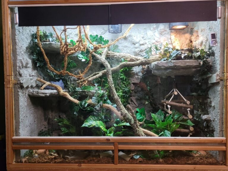 30 Striking Corn Snake Enclosure Ideas