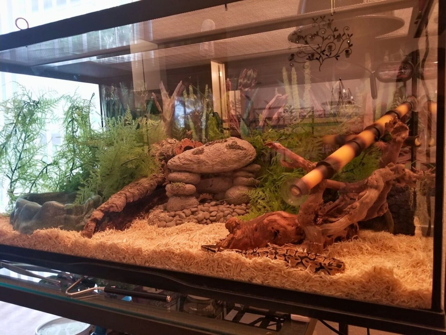 36 Ball Python Enclosure Ideas for Any Budget