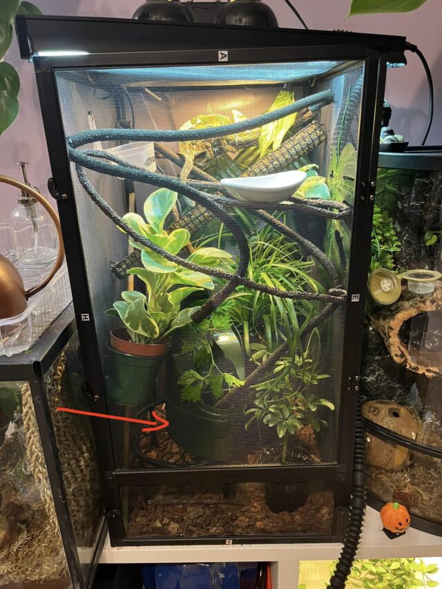22 Creative Chameleon Cage Ideas (With Pictures)