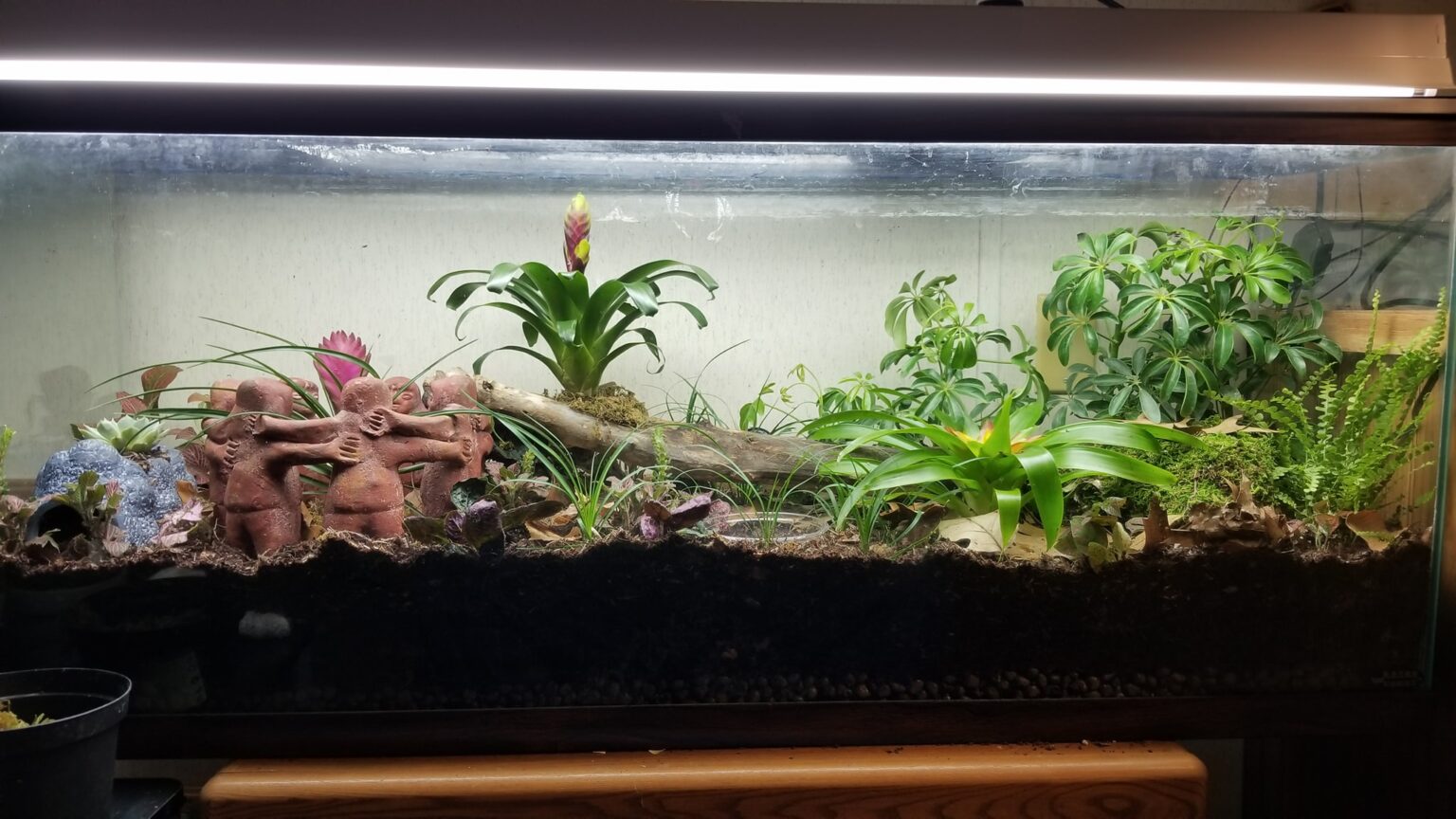 30 Striking Corn Snake Enclosure Ideas